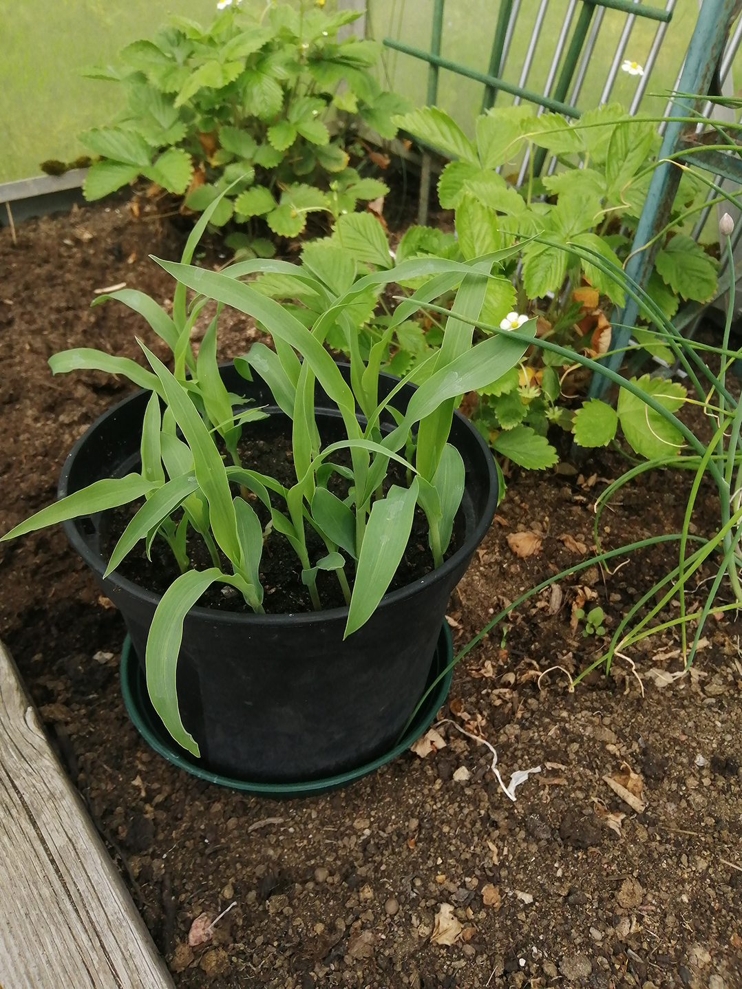 Majsgräs och Suffeli puffi-selfie 😄 | Debutsky's Blog – Inne i huvudet ...